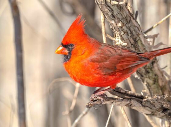 What Does It Mean When You See A Red Cardinal | Keen